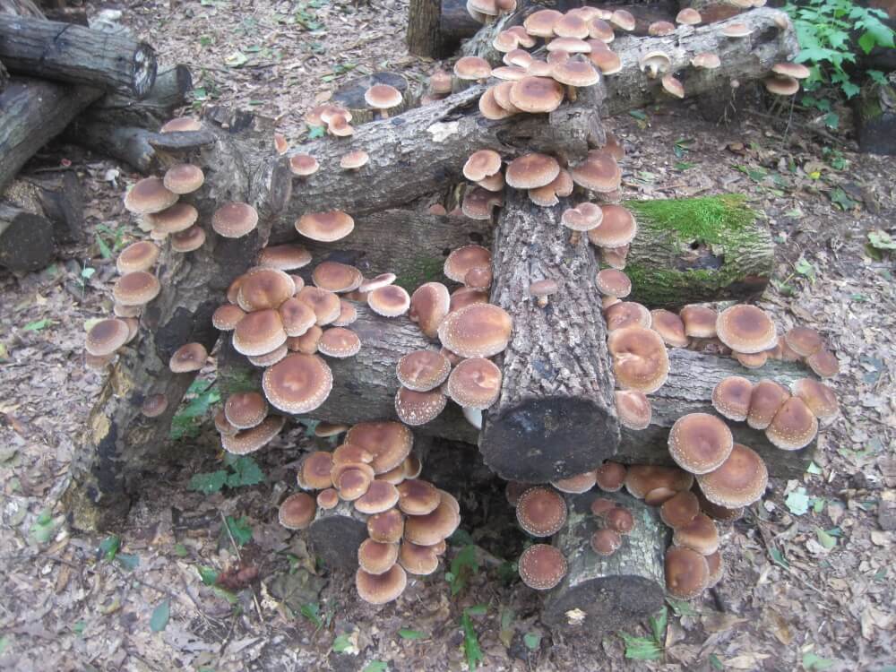 Wild Shiitake Mushrooms