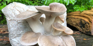 Which Oyster Mushroom Should I Choose to Cultivate and Other Useful ...