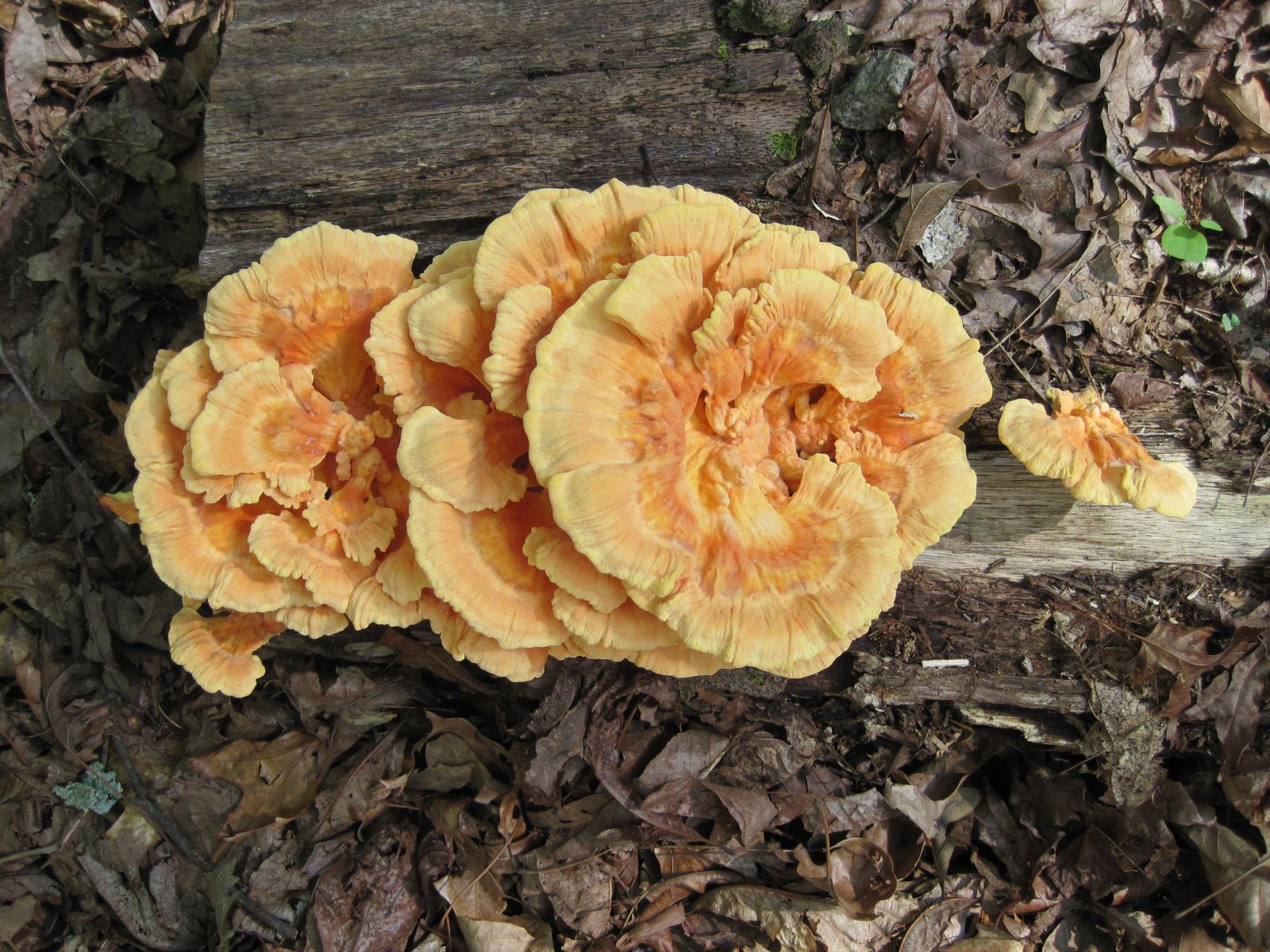 Ultimate Guides: Growing Mushrooms on Logs • Mushroom Mountain