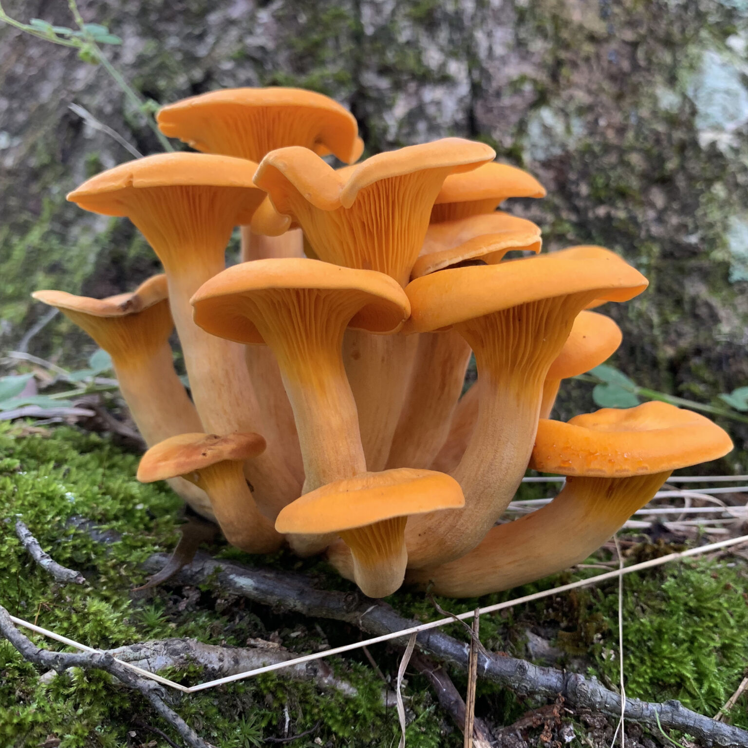 Shiitake - (Lentinula edodes) • Meet the Mushrooms